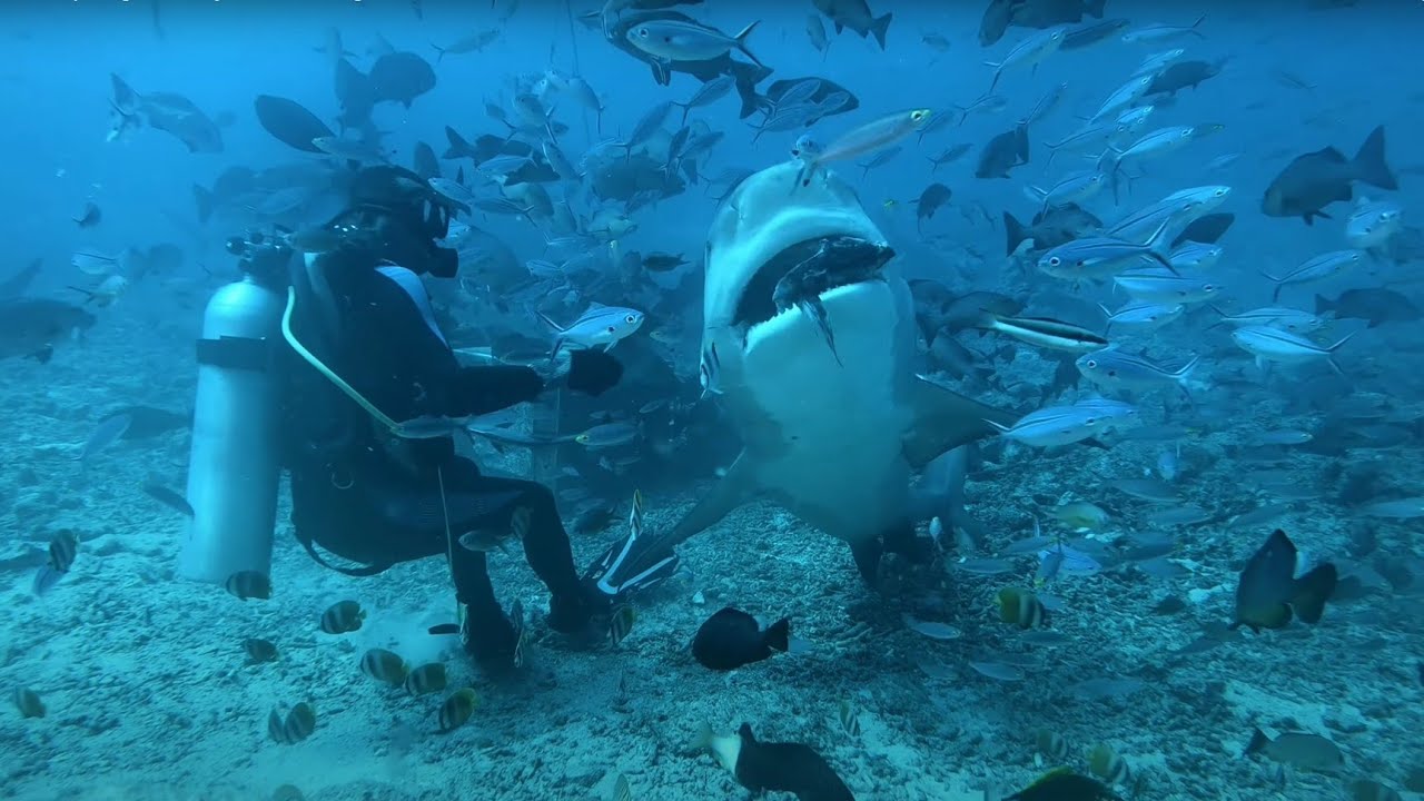 Diving the Beqa Lagoon in Fiji: Handfeeding The Sharks at the Colosseum ...