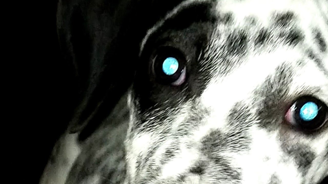 Scary puppy🔥| DALMATIAN #shorts - YouTube