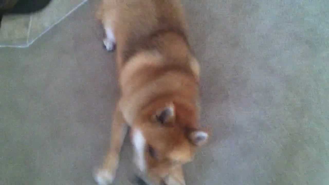 Shiba Inu Roll Over Trick - YouTube