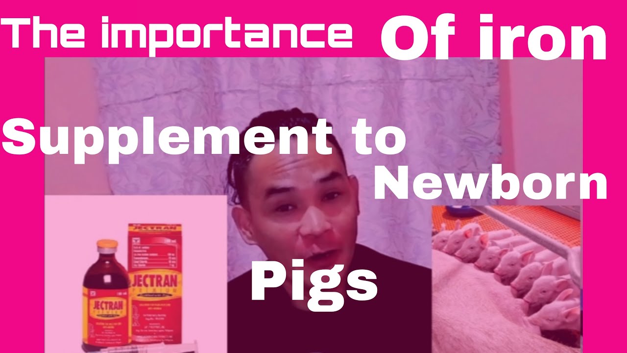 THE IMPORTANCE OF IRON SUPPLEMENT TO NEW BORN PIGS - YouTube