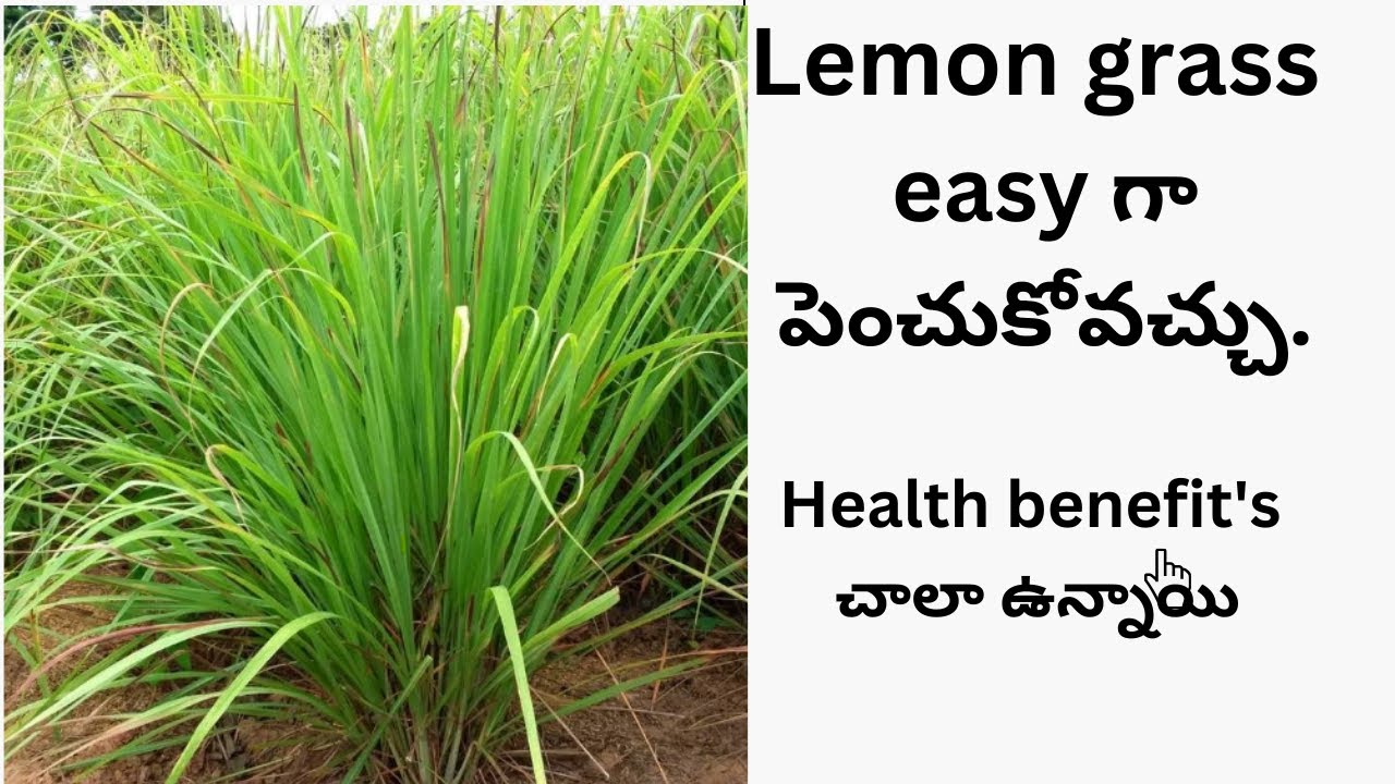 lemon grass ని ఈజీ గ పెంచుకోవచ్చు...How to grow lemon grass and uses in ...