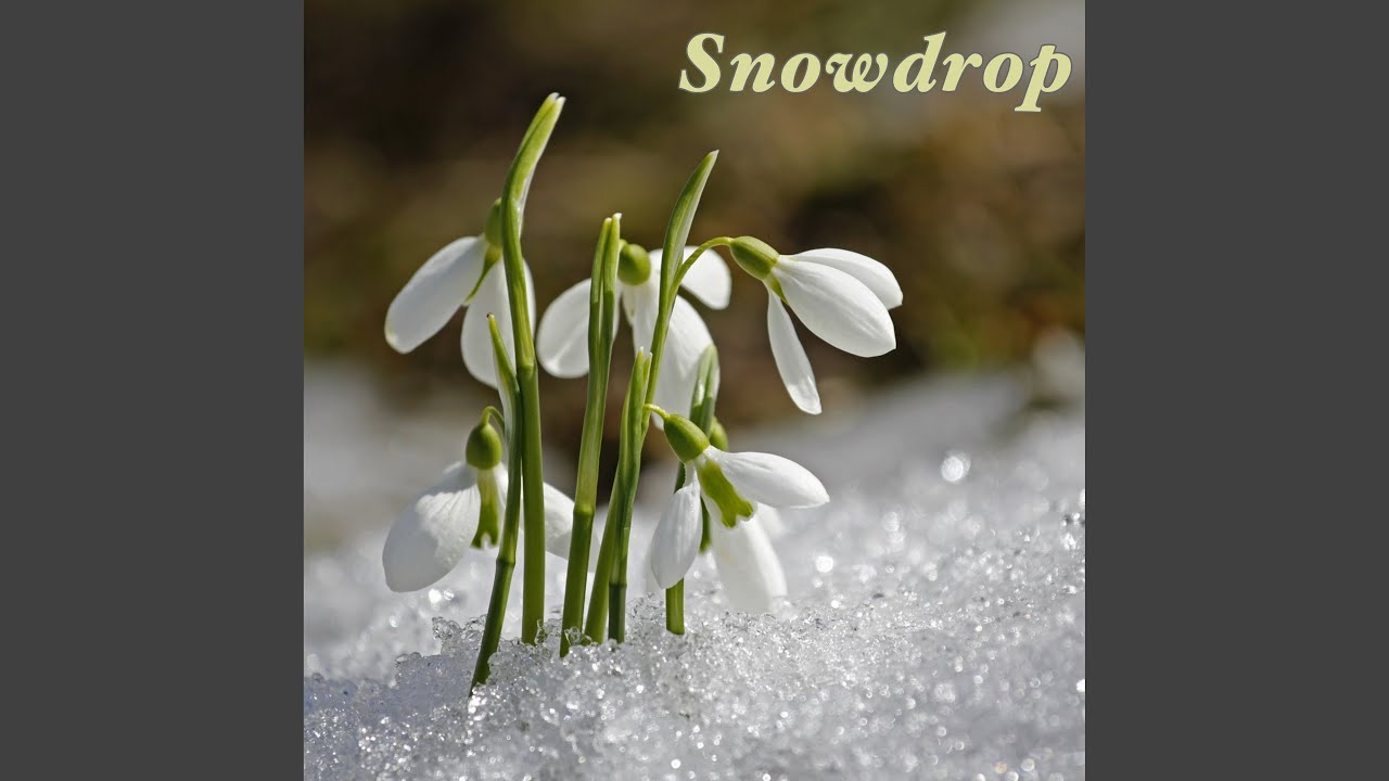 Snowdrop - YouTube