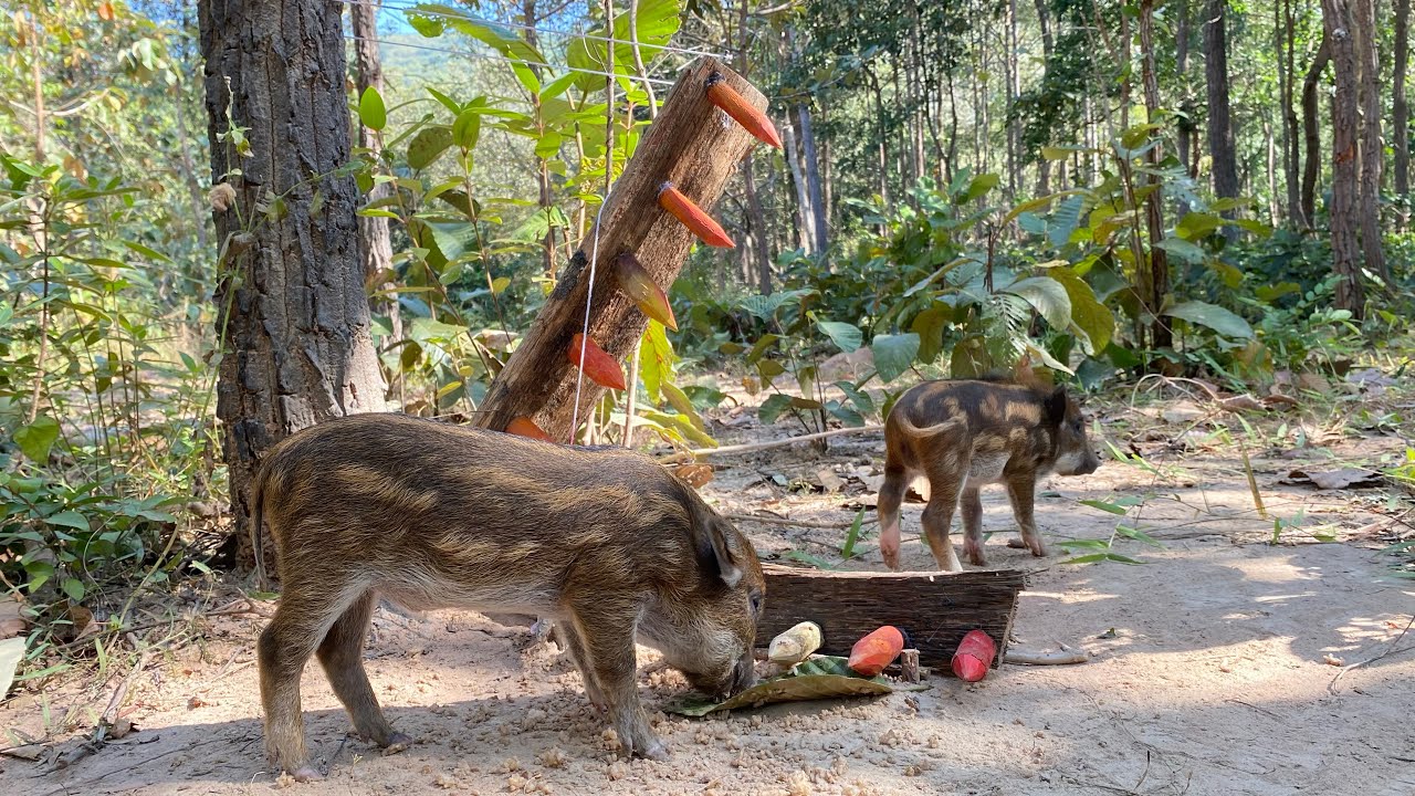 Making rudimentary traps to trap wild boar #wildanimal #shortvideo ...