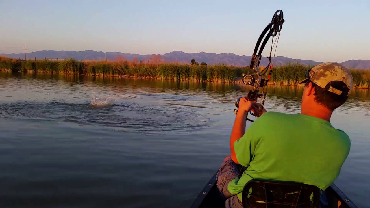 Bowfishing carp - YouTube