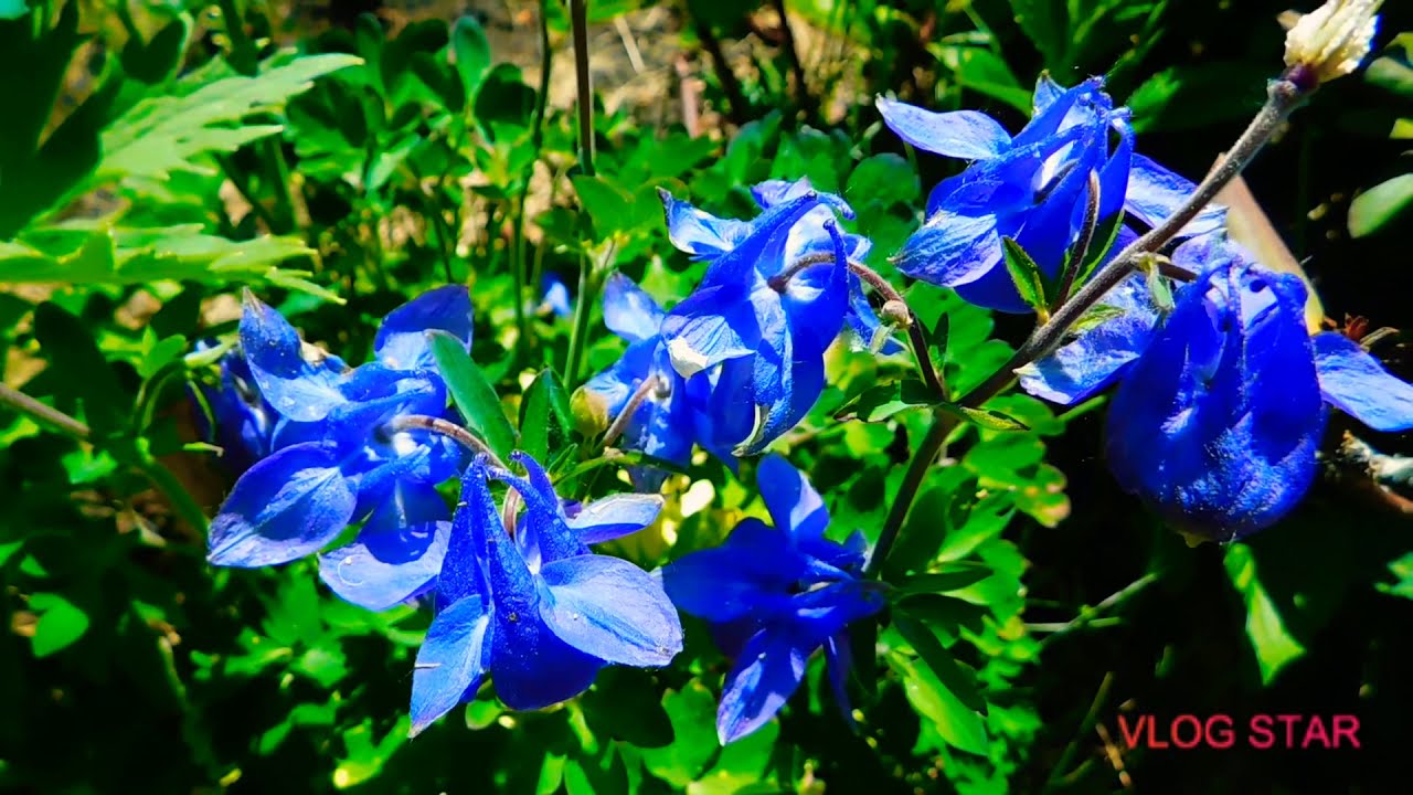 blue Natural flowers love Nature and beautiful view - YouTube
