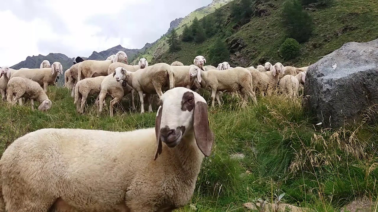 La pecora scatenata - YouTube