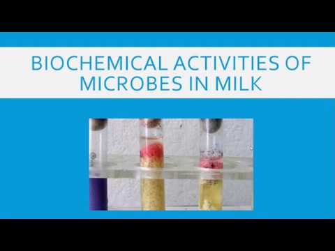 BIOCHEMICAL ACTIVITIES OF MICROBES IN MILK - YouTube