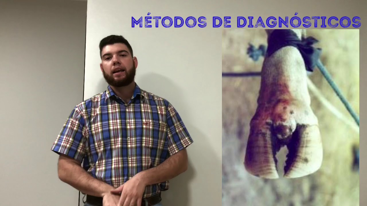 Pododermatite em Bovinos - YouTube