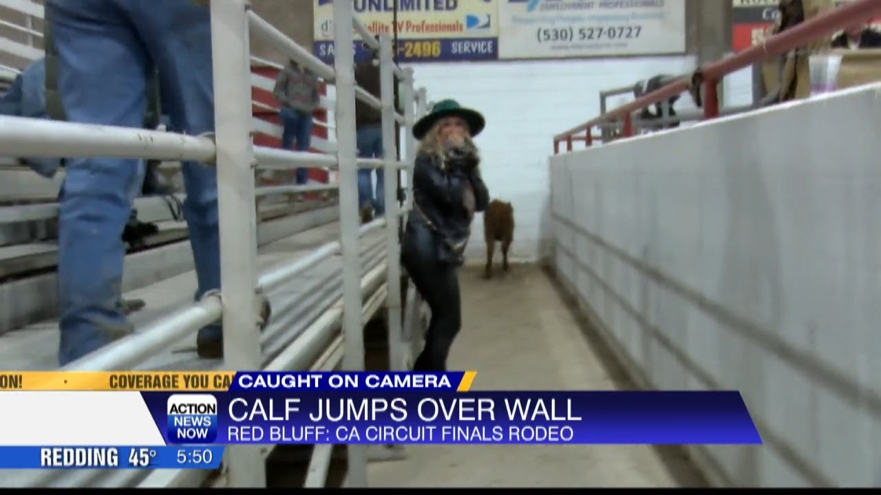 WATCH: Calf jumps over the arena at the CA Circuit Finals Rodeo in Red ...