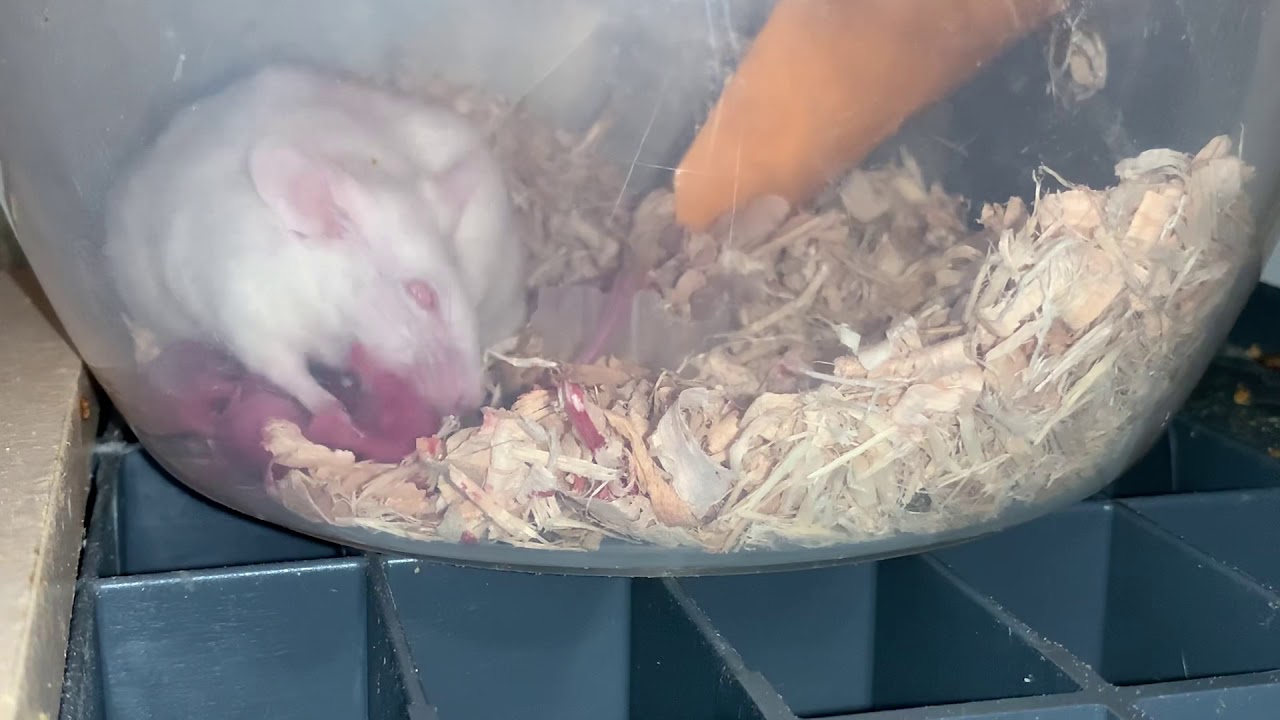 Mice giving birth to her babies - YouTube