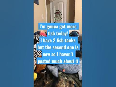 Fish fish and more fish! - YouTube