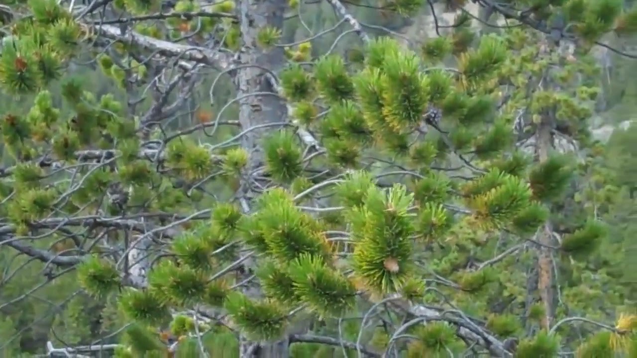 Folly Ranch in The Big Horn Mountains - YouTube