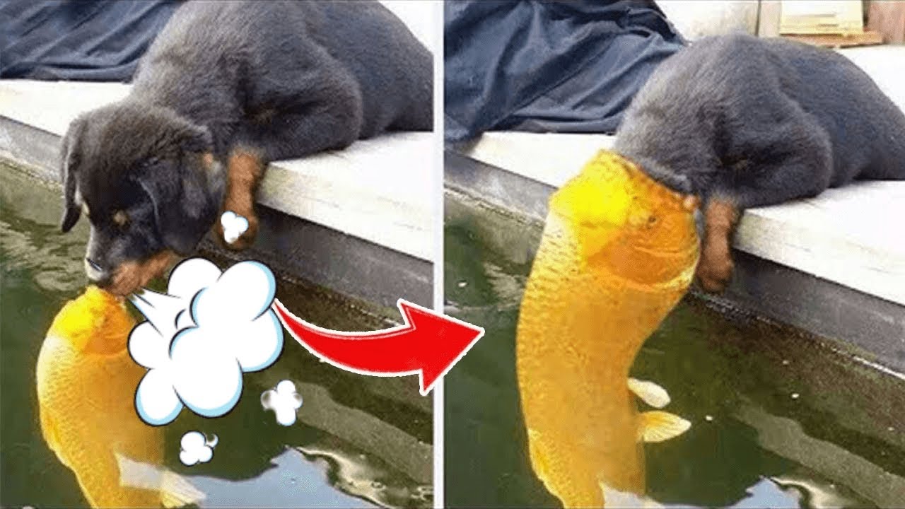Poor Dog and Animal Moments Prank l Funniest Dog And Cat Video l Pets ...