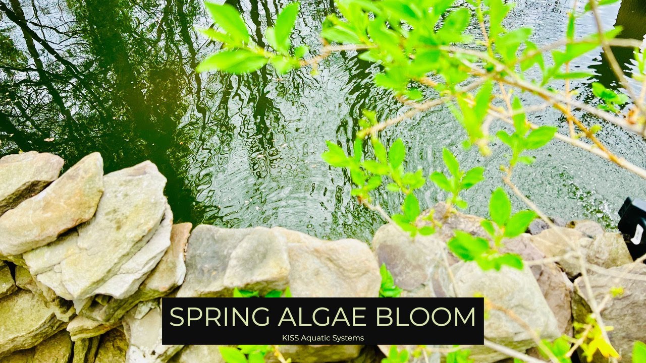 Koi Pond Early Spring Algae Bloom & Plant Update - YouTube