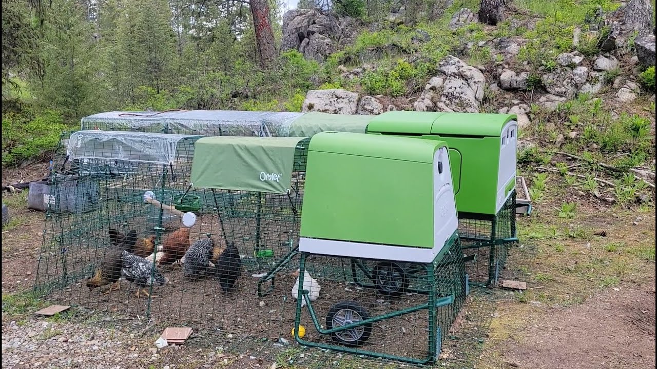 Omlet Eglu Cube, and Go Up. Introducing the chickens. - YouTube