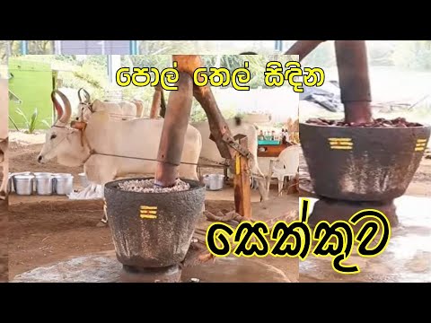 පොල් තෙල් සිඳින සෙක්කුව | sekkuwa | Coconut oil | pol thel - YouTube