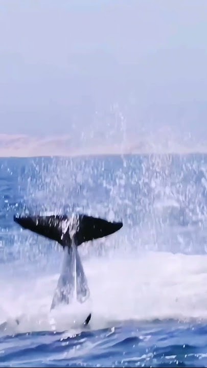 #KillerWhale - YouTube