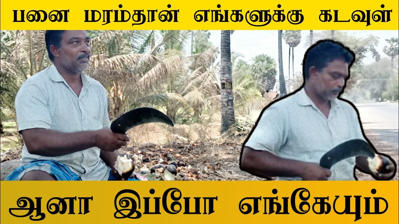 panimaram நுங்கு | 3 மாசத்துக்கு ஒரு முறை | kasatam தான்| Block Media ...