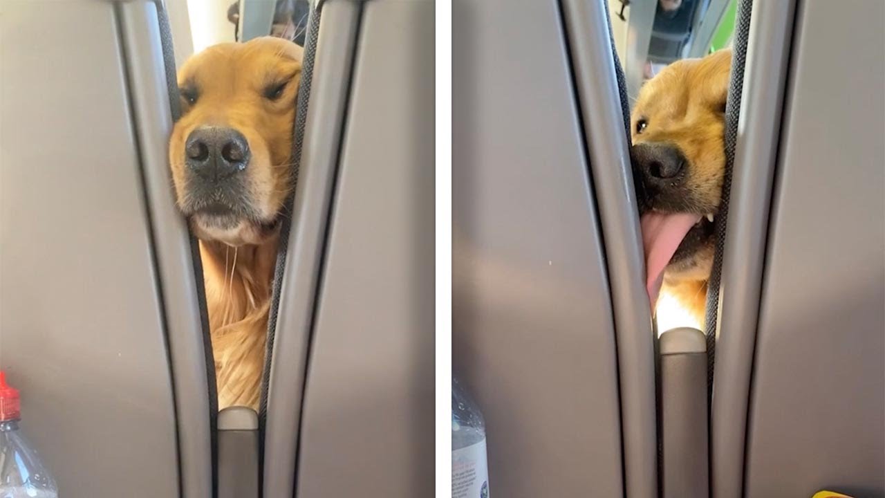 Hungry Dog Wants All The Snacks | HILARIOUS PET FAILS - YouTube