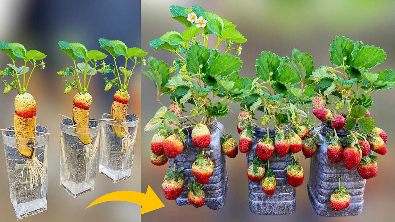 How to Grow Strawberry Plants From Strawberry Fruit in Water and Plastic Bottles Using Banana ...