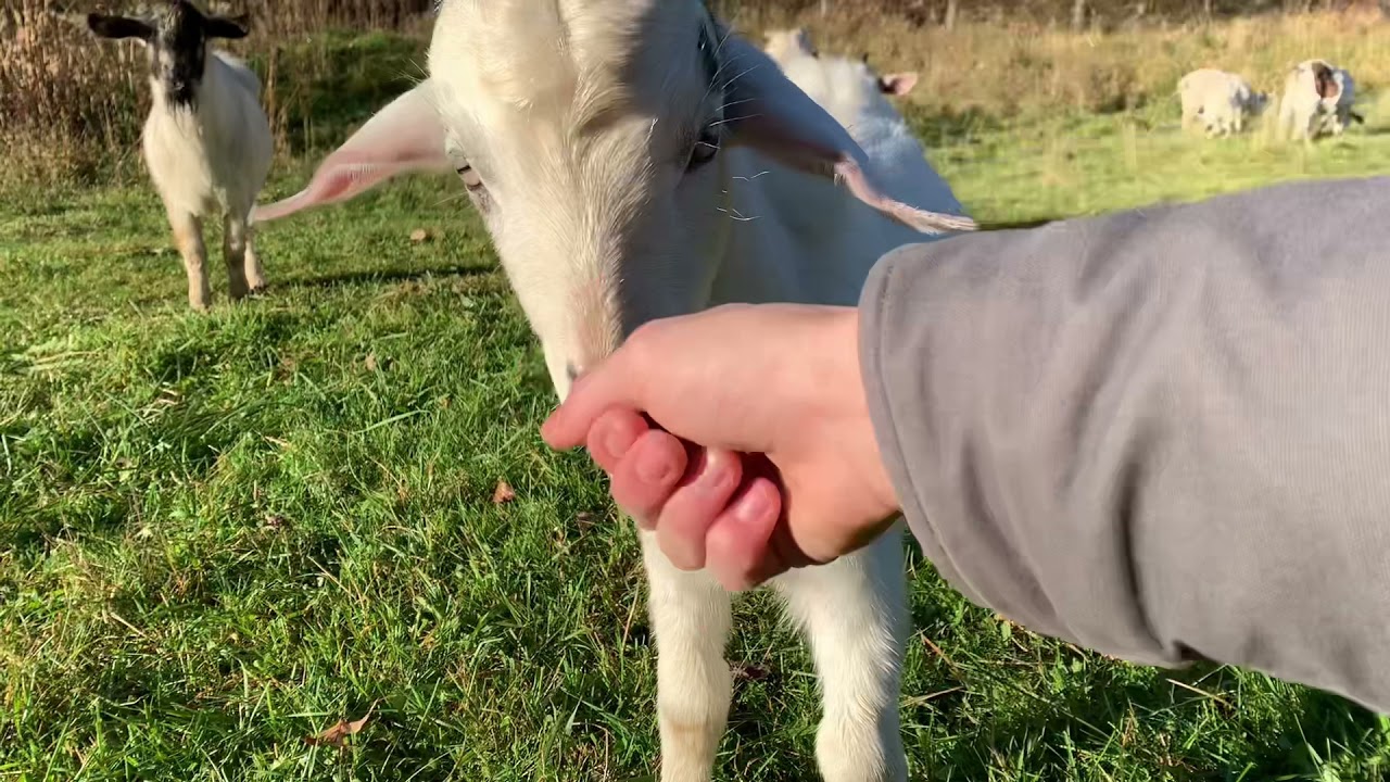 Goat Scratching Between the Horns - YouTube