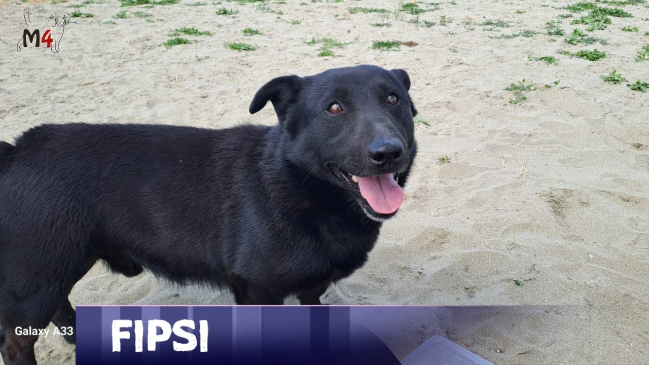 Mentor4dogs- FIPSI - YouTube