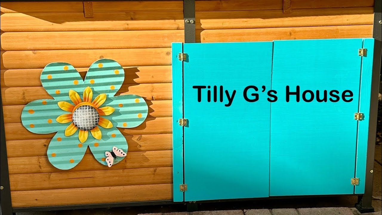 Take a tour of Tilly G’s house! 🐢🏡 - YouTube