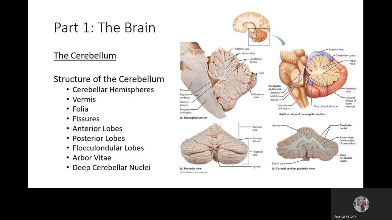 Part 1 The Cerebellum YouTube part-1-the-cerebellum-youtube
