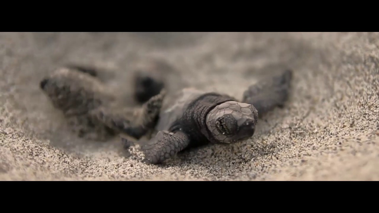 WWF Together Possible - YouTube