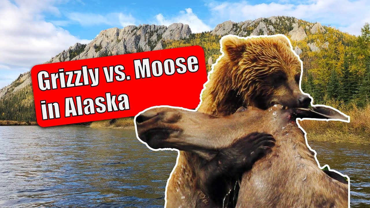 Grizzly Bear vs Moose - A unique natural spectacle #7vswild # ...