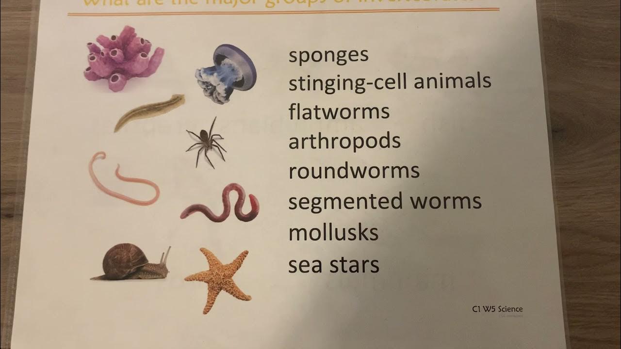 CC Cycle 1 Science: Invertebrates - YouTube