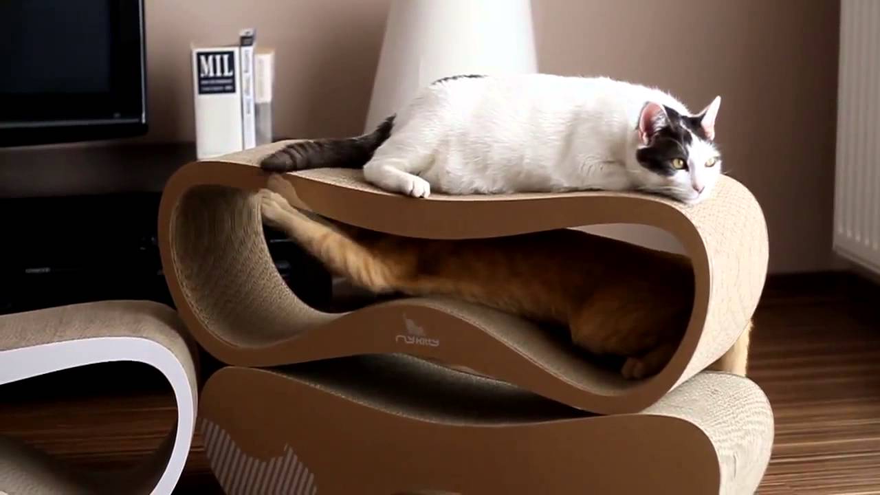 Lui and Vigo cat scratchers - we can't decide whether to scratch, play ...