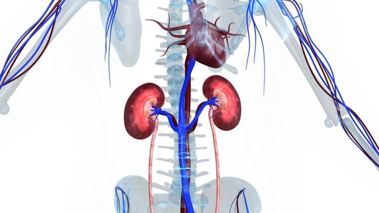 HEART & KIDNEY PATTERNS IN CHINESE MEDICINE (DIAGNOSTICS & THERAPEUTICS ...