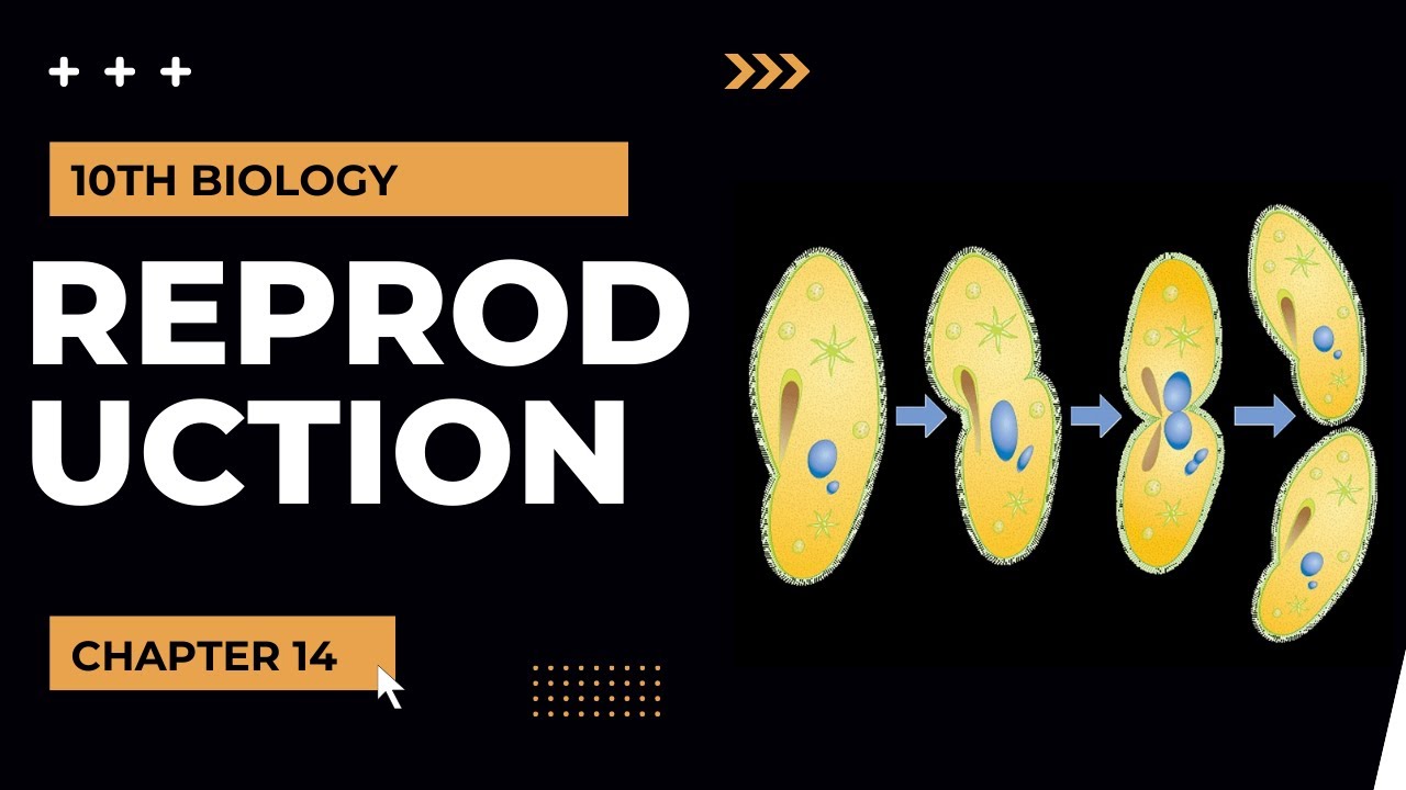 What Is Reproduction In Biology 10th Biology Chapter 14 YouTube What Is Reproduction In Biology 10th Biology Chapter 14 YouTube