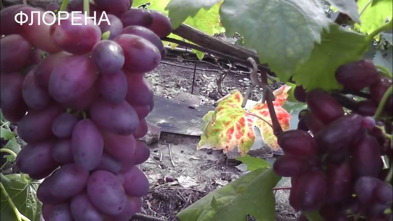 12-13.09.22г.Монарх,Дюжина,Флорена,Черная Магия,Тип Изюминки,Рубиновый ...