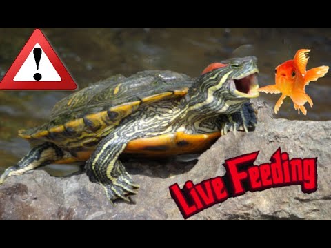 Feeding Red Eared Slider Live Fish!!! - YouTube