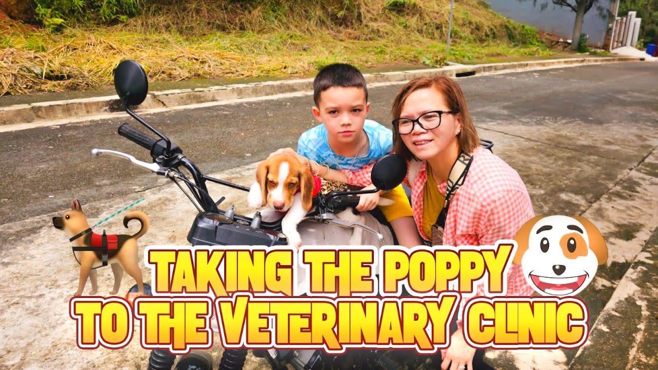 Taking the Poppy to the Veterinary Clinic for a Check up in Antipolo ...