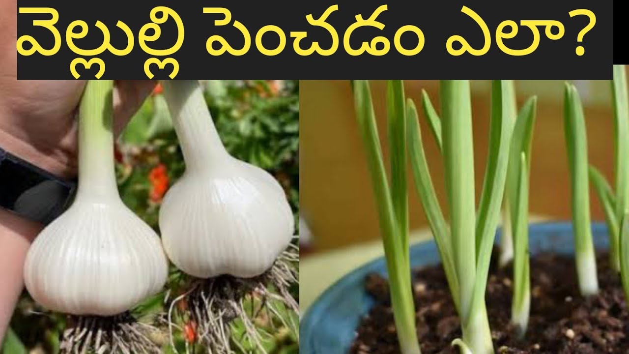 వెల్లుల్లి పెంచడం ఎలా? How to grow garlic at home, garlic growing ...