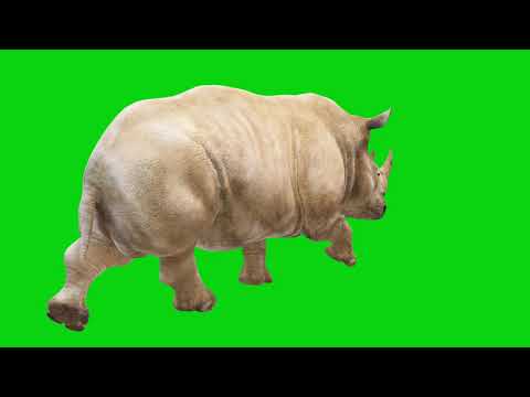 rhino green screen background || green screen video #animal #rhino HD ...
