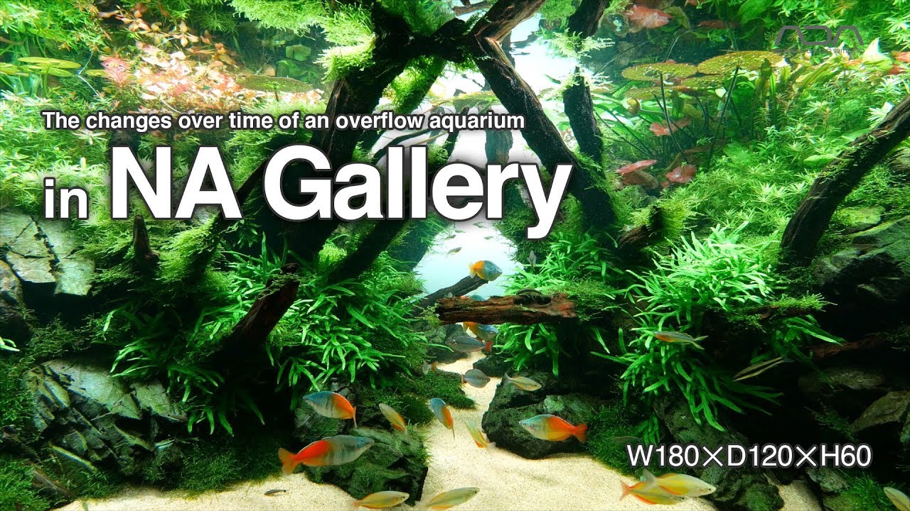 [ADAview] The changes over time of an overflow aquarium in NA Gallery ...