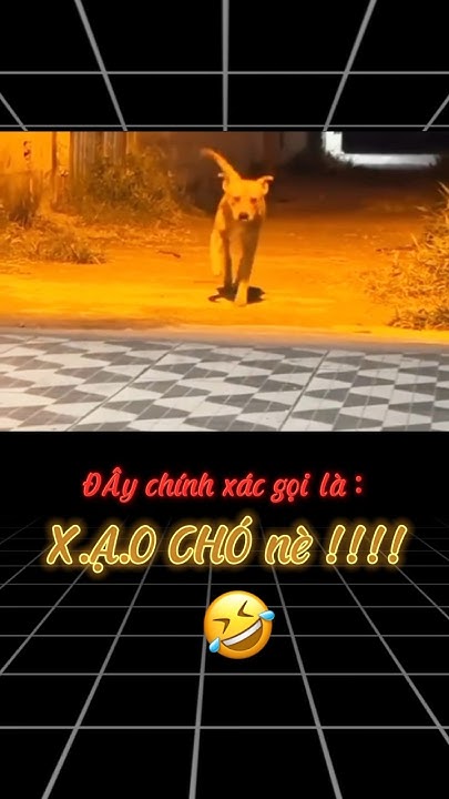 Xạo chó là đây chứ đâu...🤣🤣🤣#shorts - YouTube