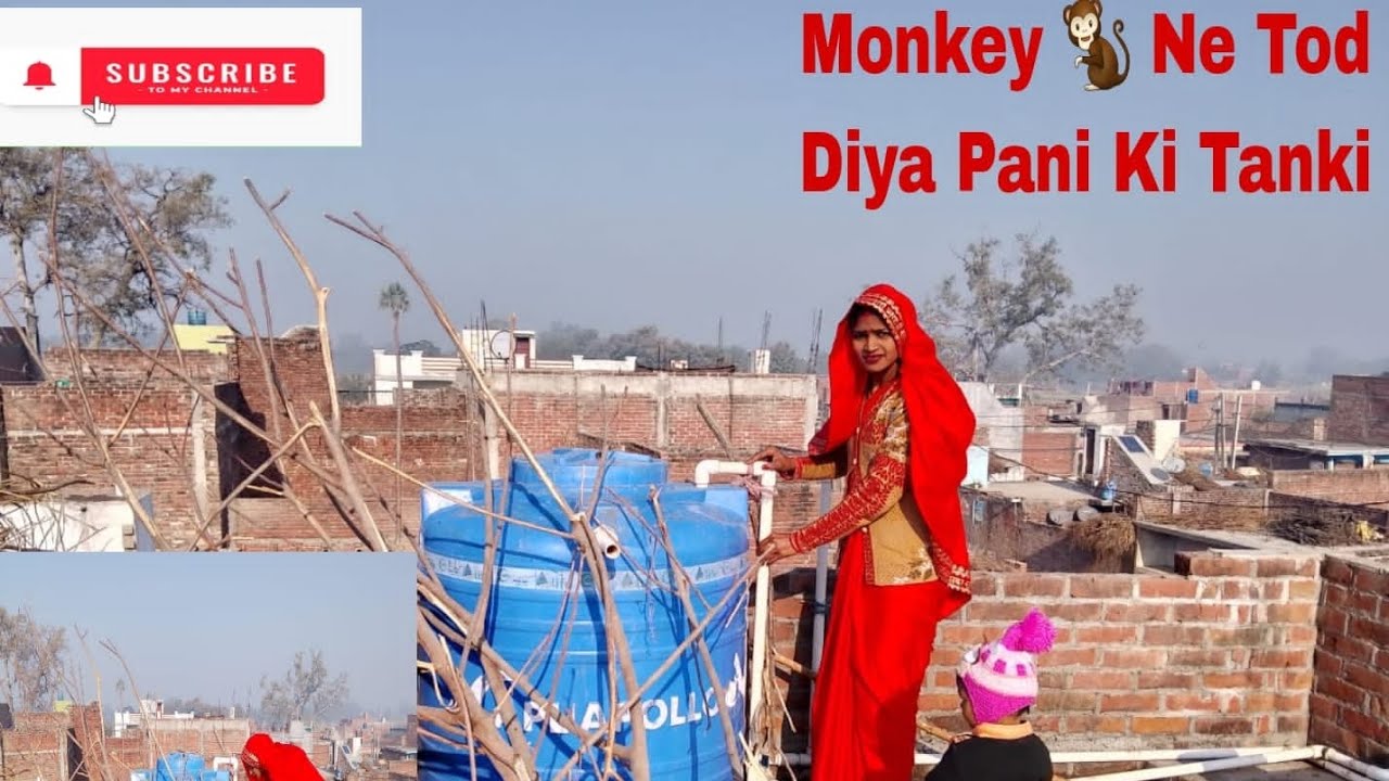 Reepal ki Pani ki tanki monkey 🐒 ne Tod diya 🐒🐒🐒💧💧💧💧 - YouTube