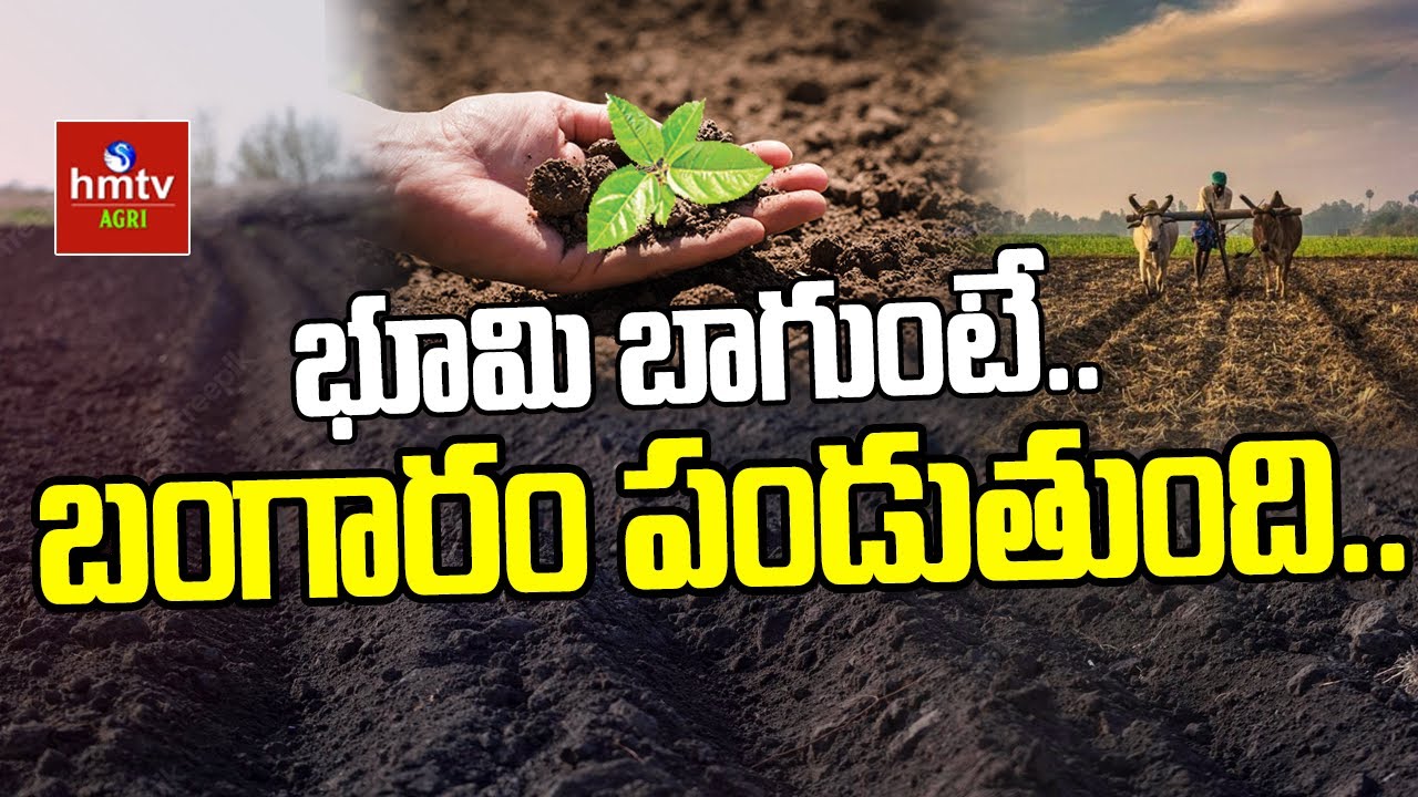 భూమి బాగుంటే..బంగారం పండుతుంది.. | Nalla Regadi | hmtv Agri - YouTube