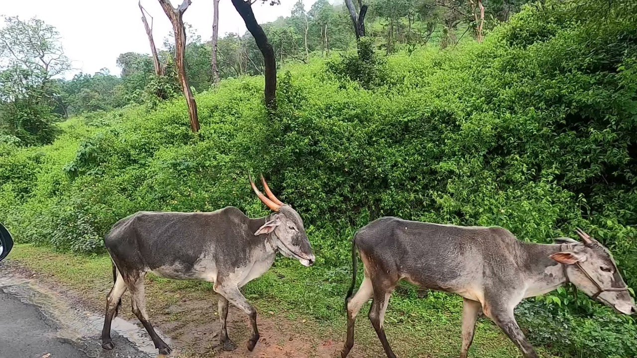 Aiyur Forest and Surroundings ( Little England of India) - YouTube