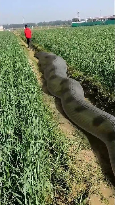 anaconda attacks on humans | #viral | #shorts | #a1_clips - YouTube
