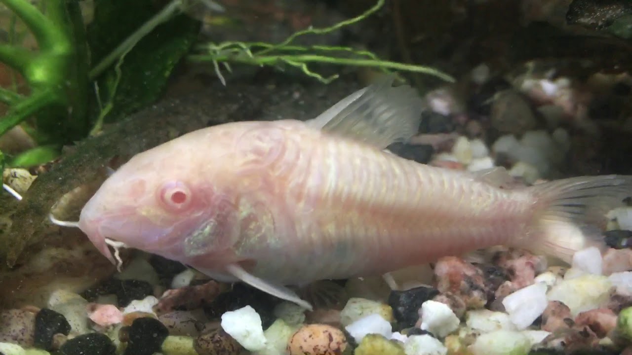 The baby fish part 4 - YouTube