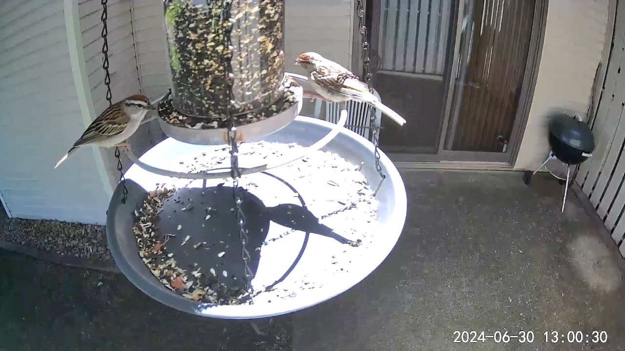 2024/06/30 - A compilation of Chipping Sparrow filling their little ...