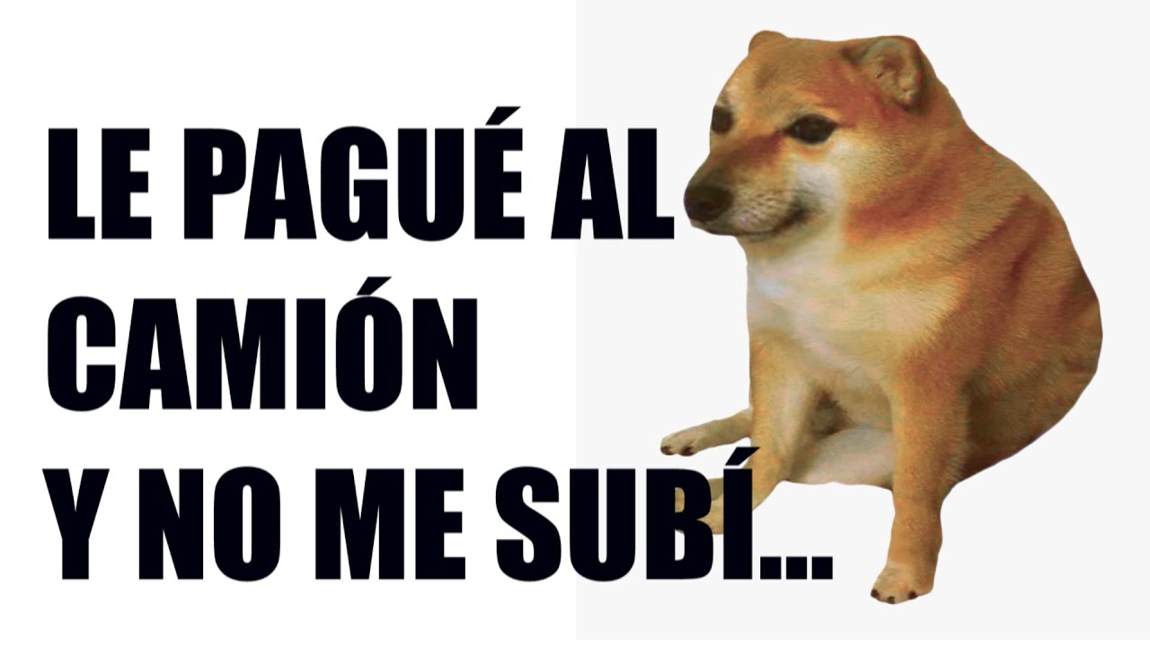 MEMES DE CHEEMS #2 | MEMES CHEEMSEADOS | Memes Proxx - YouTube