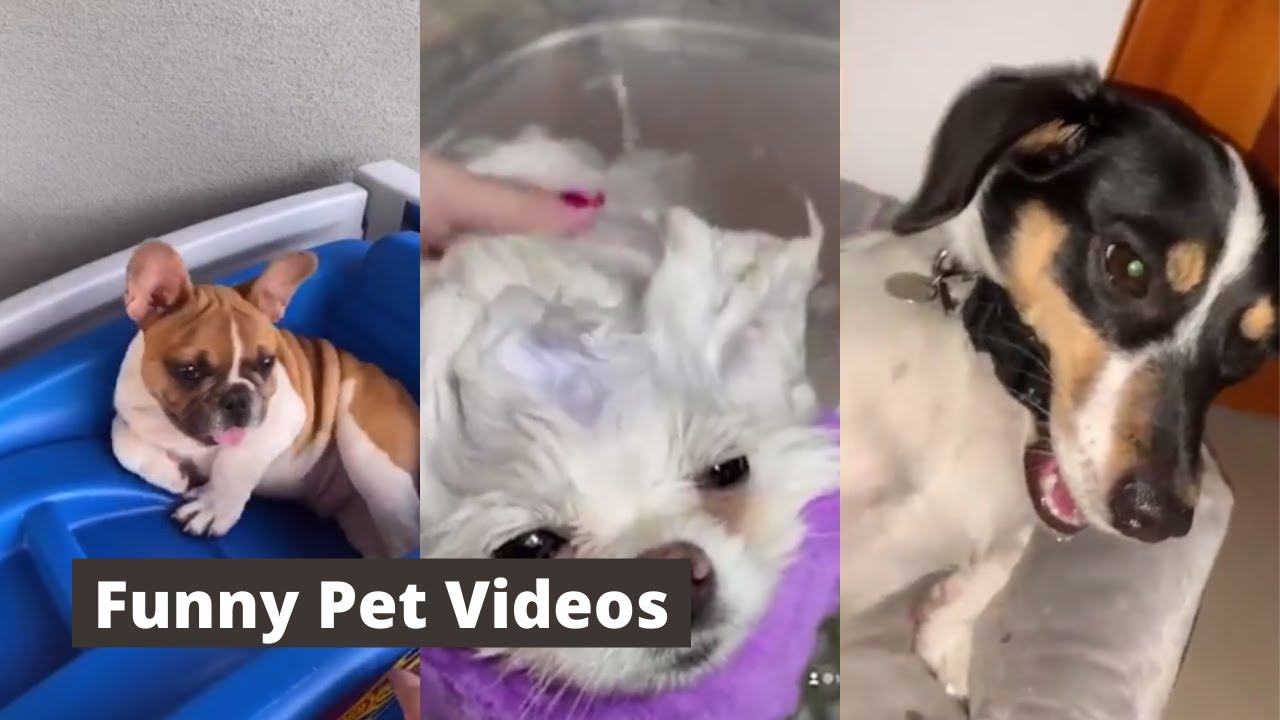 Silly Dog Bloopers & Reactions WOOF ANIMAL - YouTube