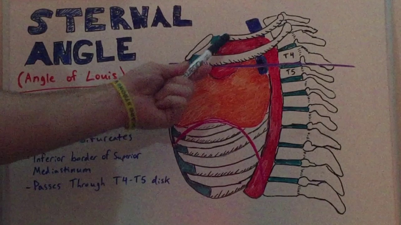 Sternal Angle - Anatomy Lecture for Medical Students - USMLE Step 1 ...